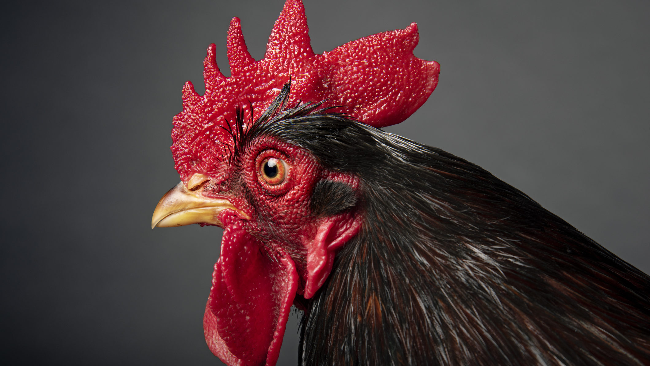 Famous French Rooster Can Crow On, Court Rules | twib.news