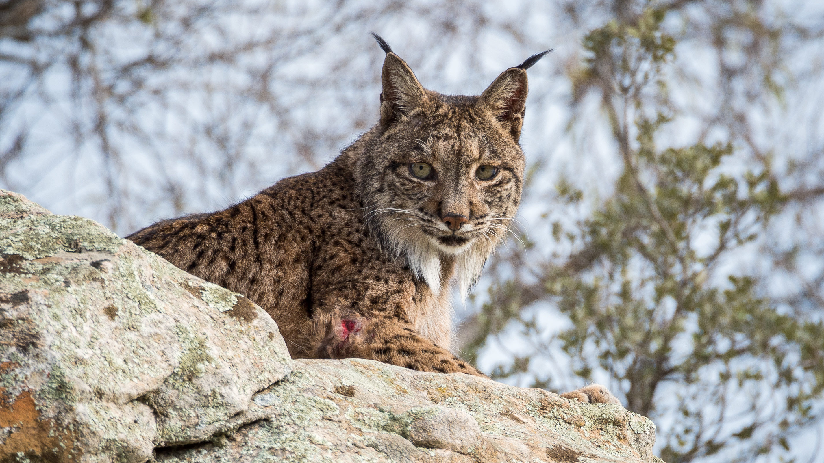 Iberian Lynx Makes Surprise Recovery from Extinction Threat | twib.news