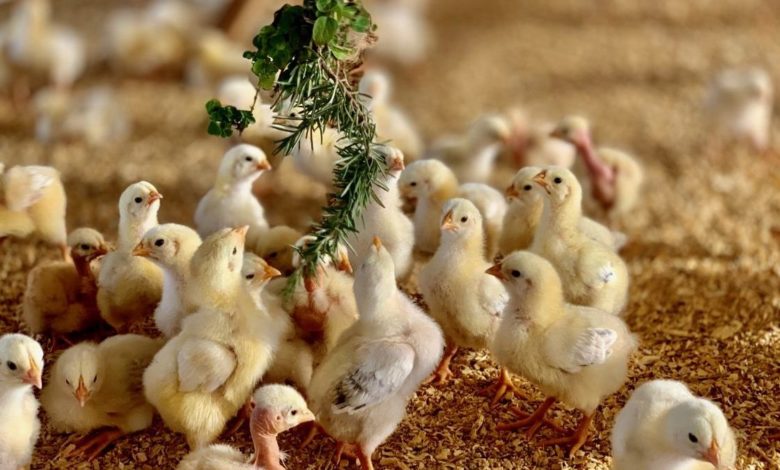 Chickens Eat Locally to Help Fight Climate Change | twib.news