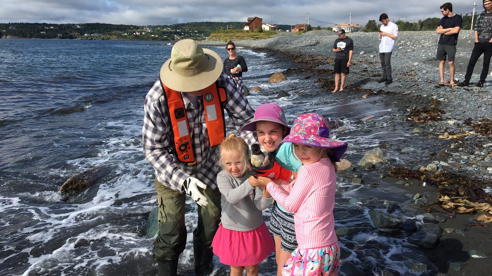 “Puffin Patrol” Catches Disoriented Birds to Save Their Lives | twib.news