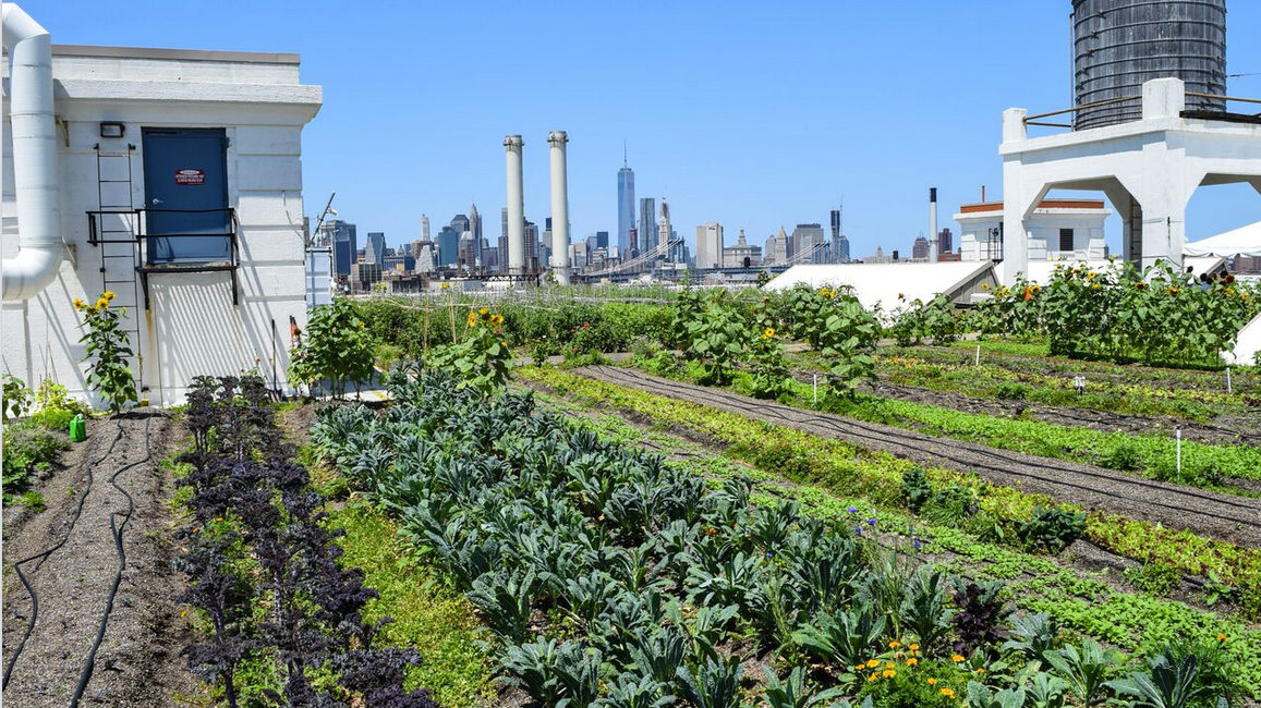 Rooftop Farms in Big Apple Grow Vegetables with Rainwater, Reduce City ...