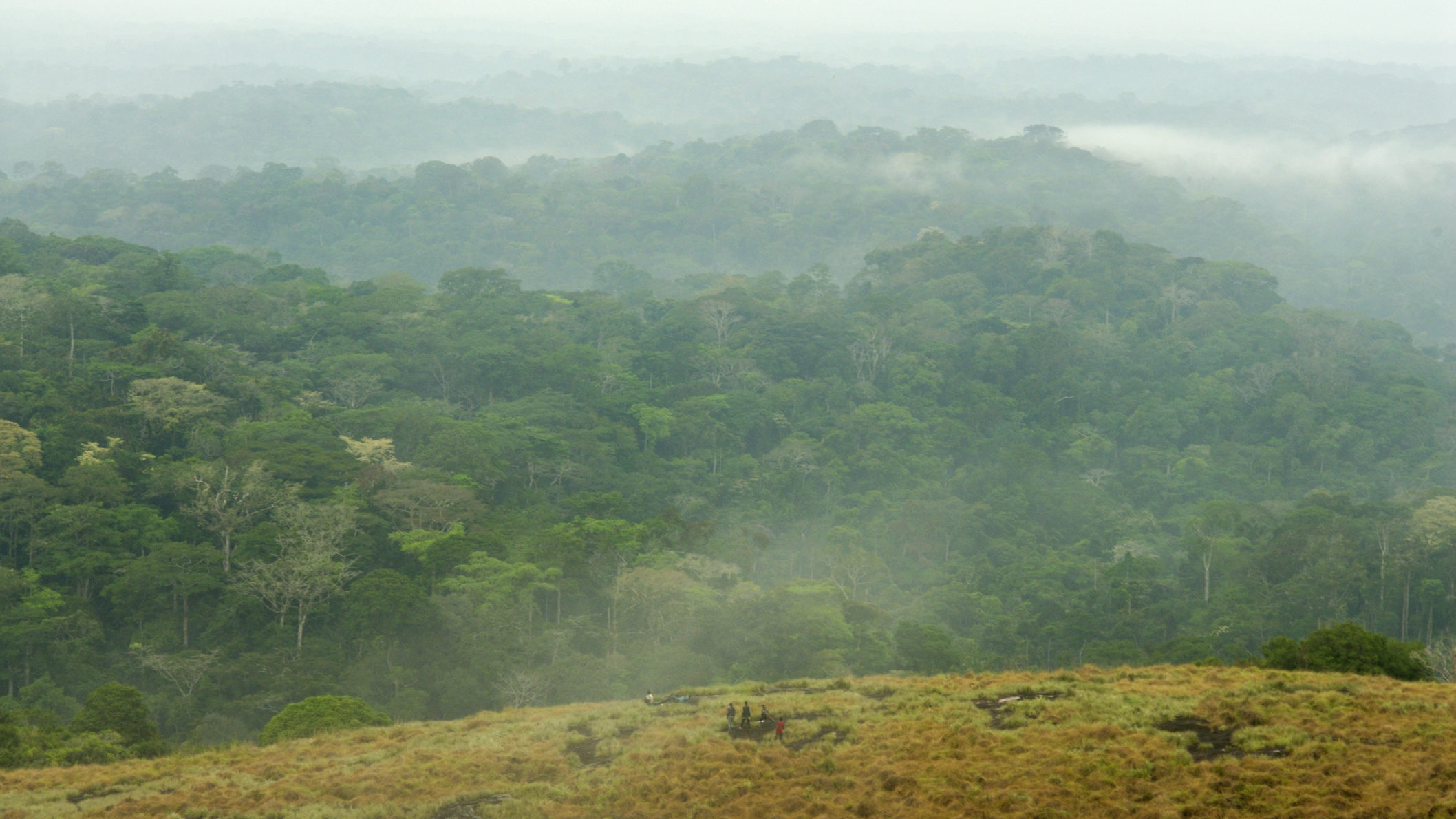 Forests Cover 90% of Gabon - and the Country Gets Tough on Loggers to ...