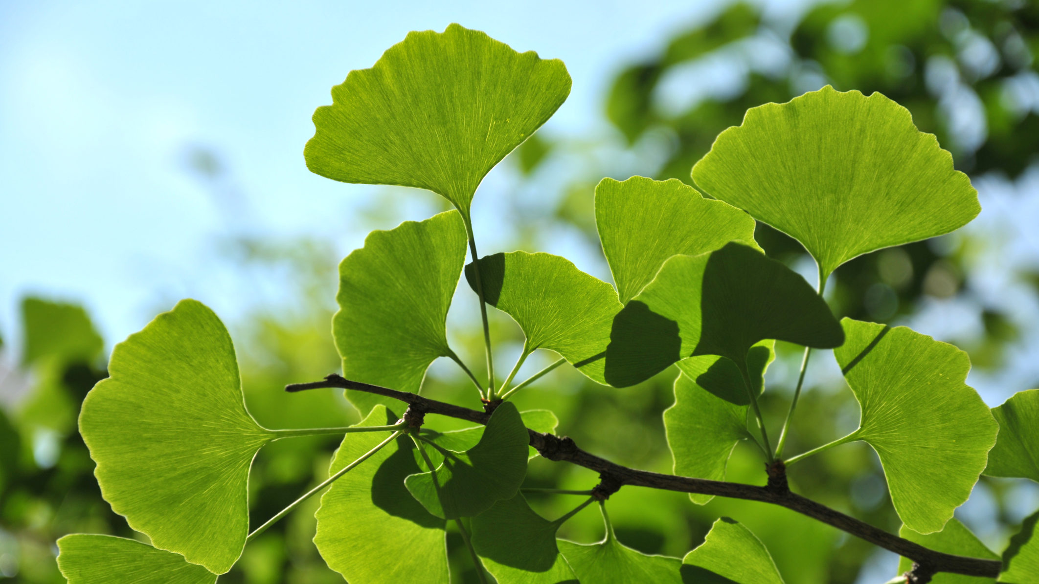 Don't Be Jealous: Ginkgo Trees Live Thousands of Years - Might Even Be ...