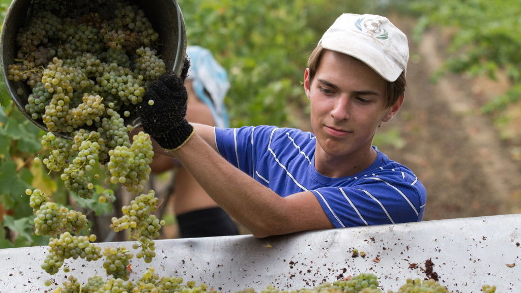 Switch to Tougher Grapes to Save Wine from Climate Change, Researchers ...