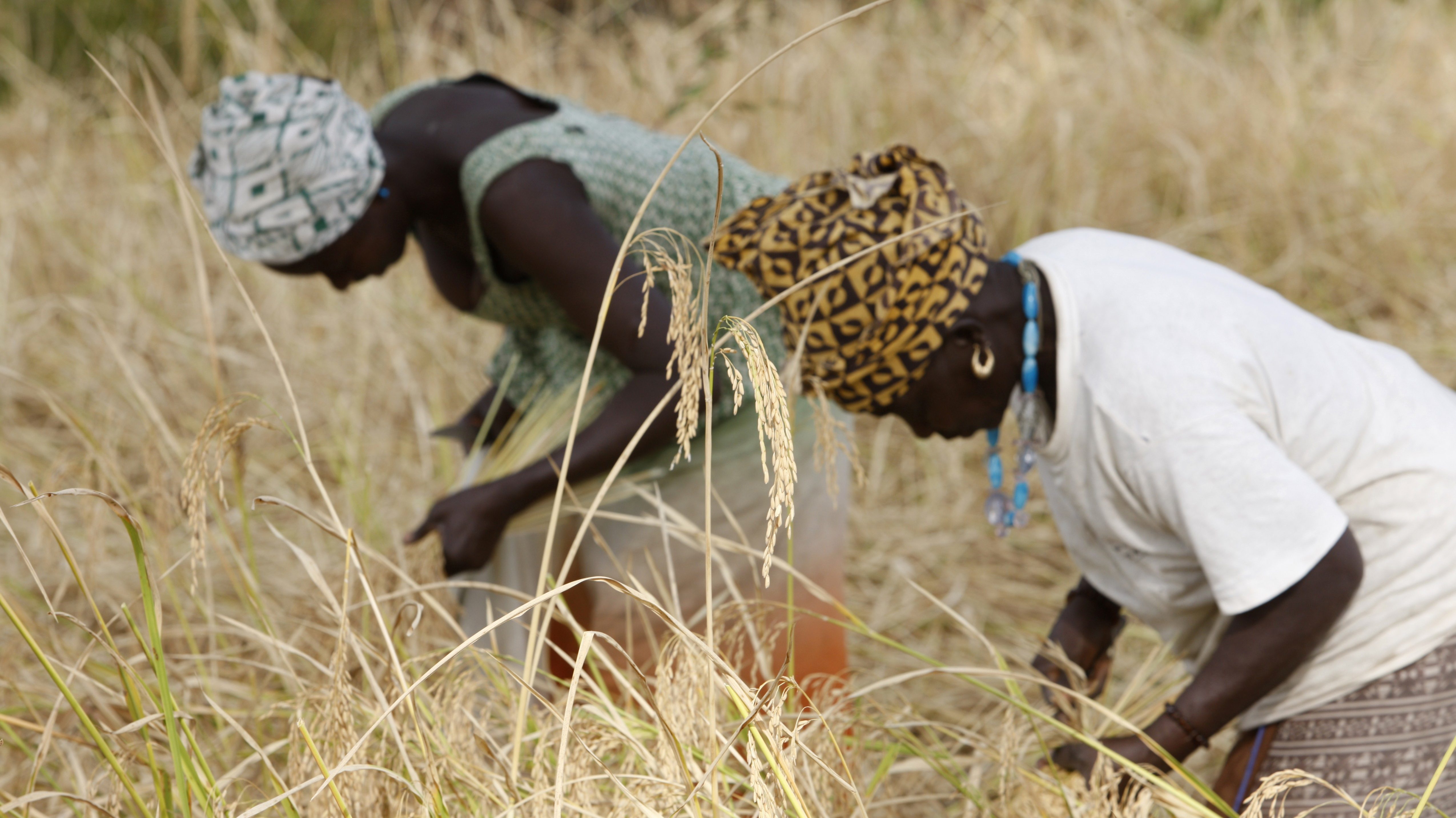 Senegal Move For Eco-Farming Increases Food Quality and Helps Families ...