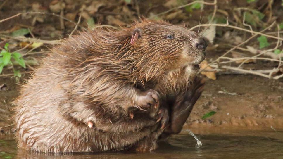 Wild Beavers Are Back in England After 400 Years - and Help Other ...