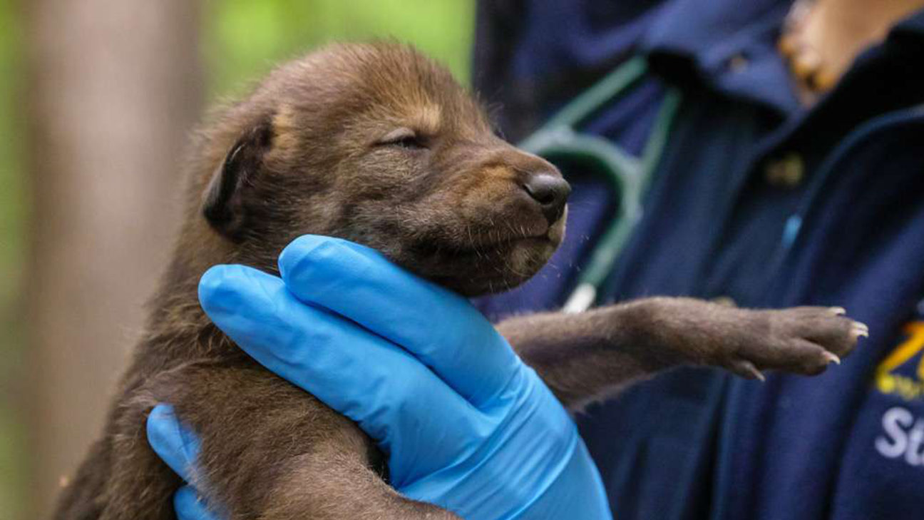 Five Pups Might Help Save Red Wolf from Extinction | twib.news