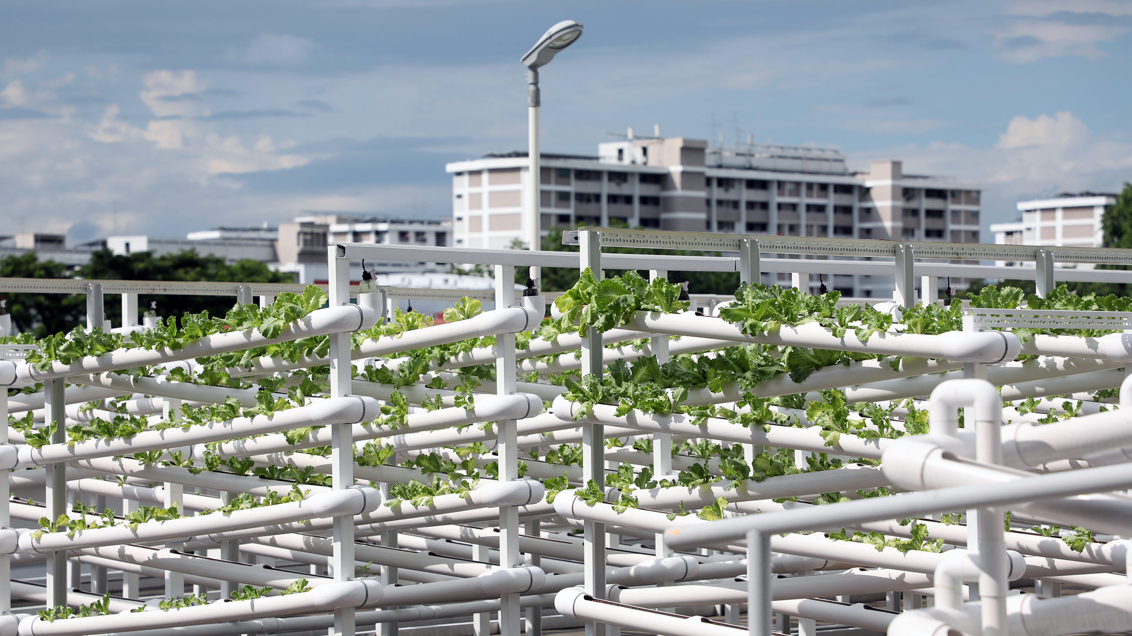 Guess Where Singapore's Newest Urban Farms Will Be... | twib.news