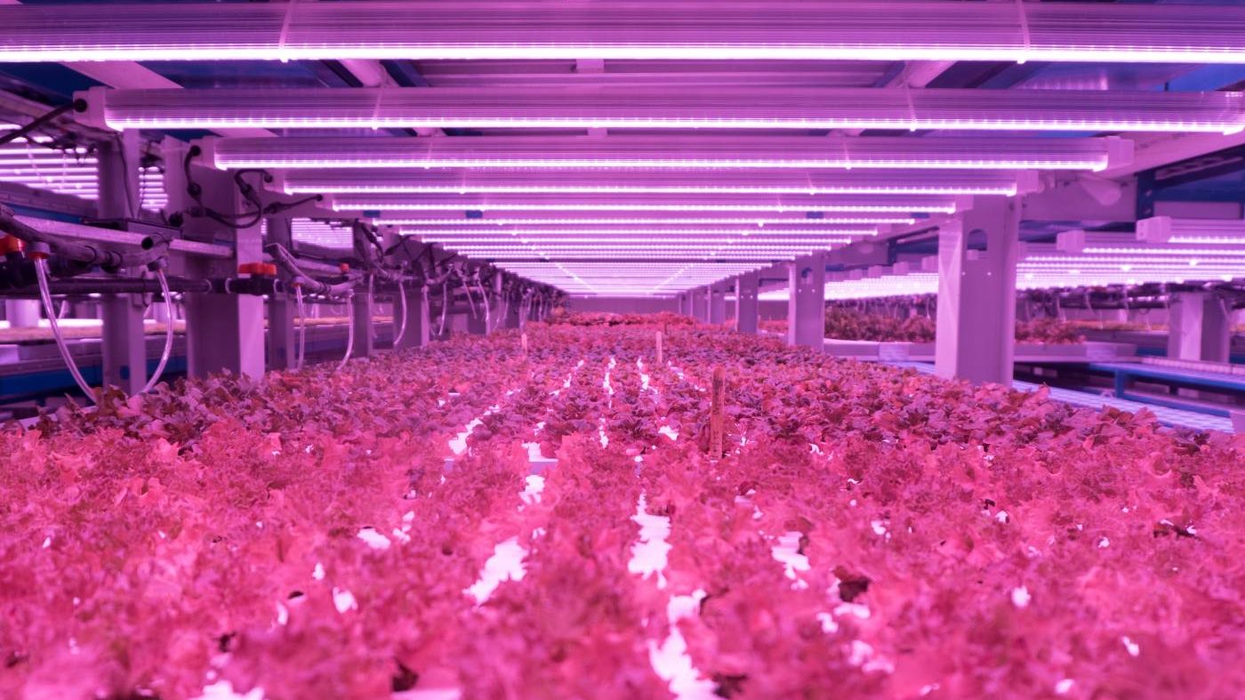No Chemicals, Less Water: This Farm Goes Vertical | twib.news