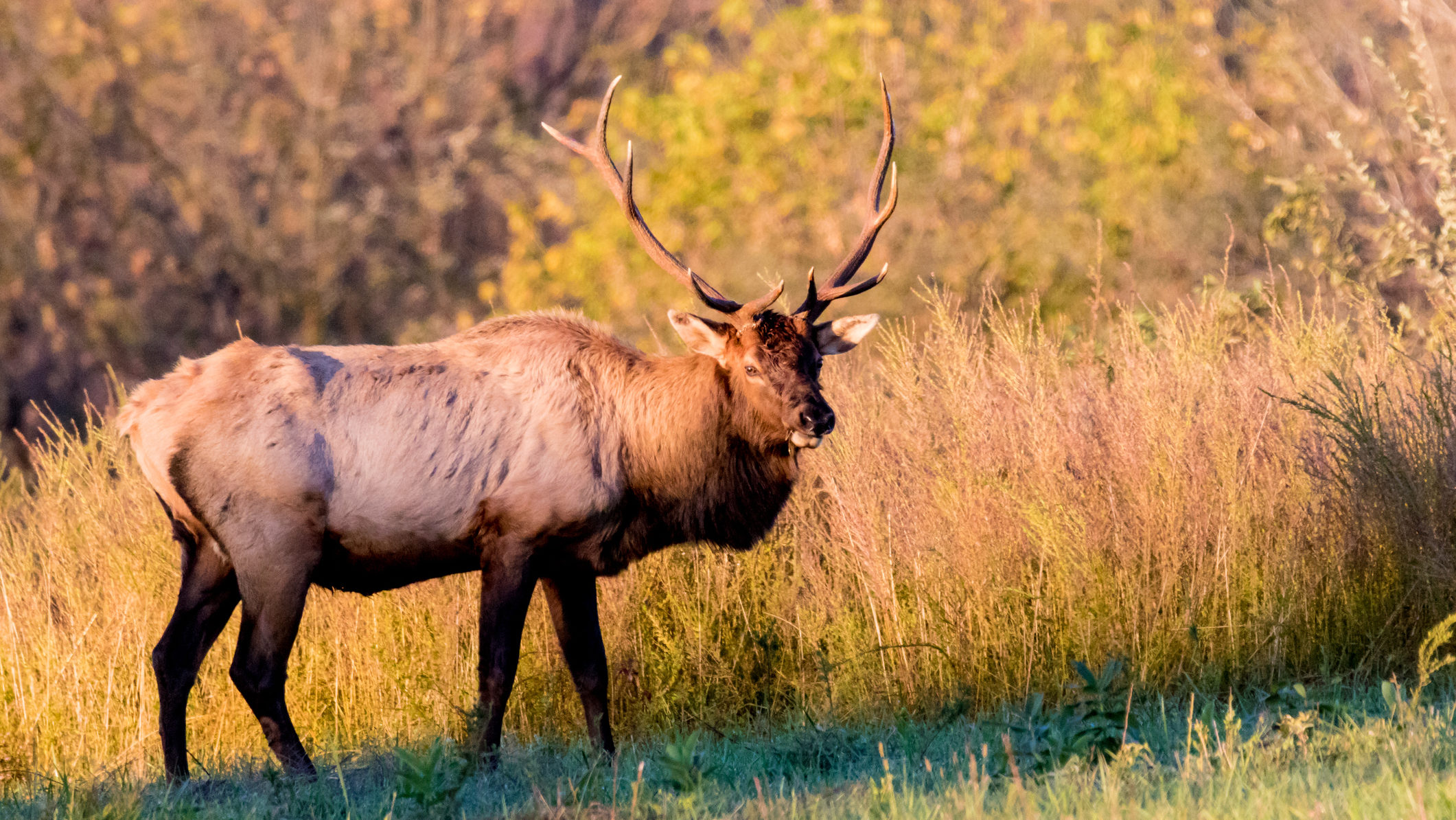 The Return of the Elk: How the Mighty Animal Could Save Kentucky’s ...