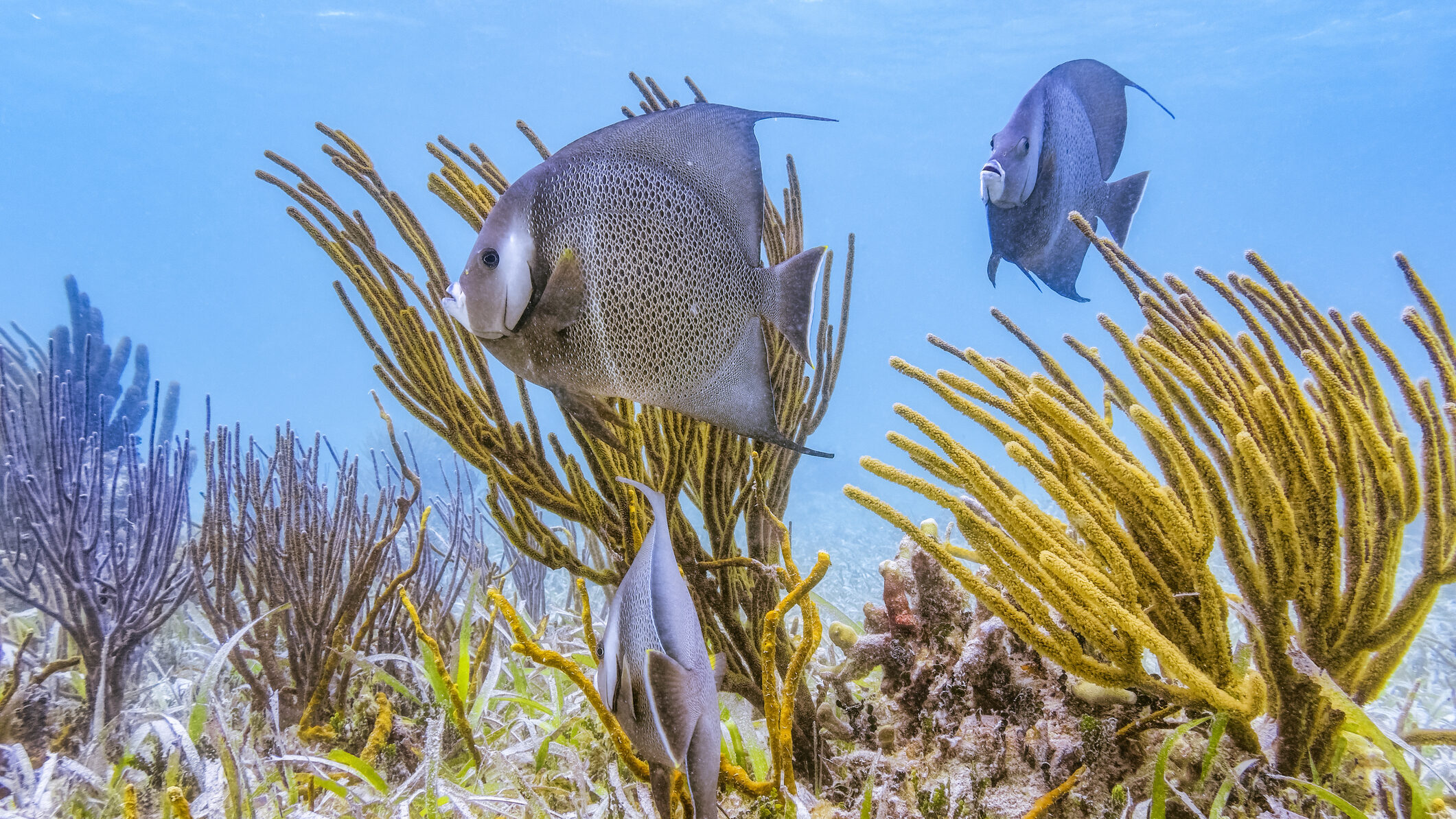 Belize Protects the Sea, Wants to Revive the Ocean’s Ecosystems | twib.news