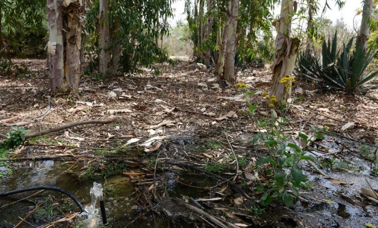 Egypt Grows Forests in the Desert Using Wastewater | twib.news