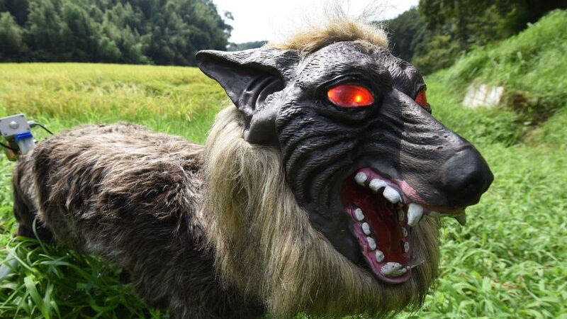 A Robot Wolf With Glowing Eyes Keeps (Real) Bears at Bay | twib.news