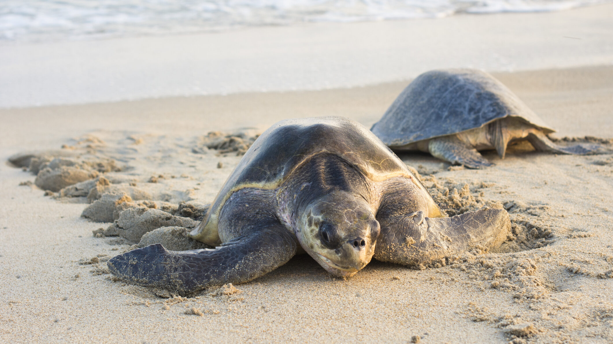 This Endangered Turtle Species Hatched in Record Numbers - Thanks to ...