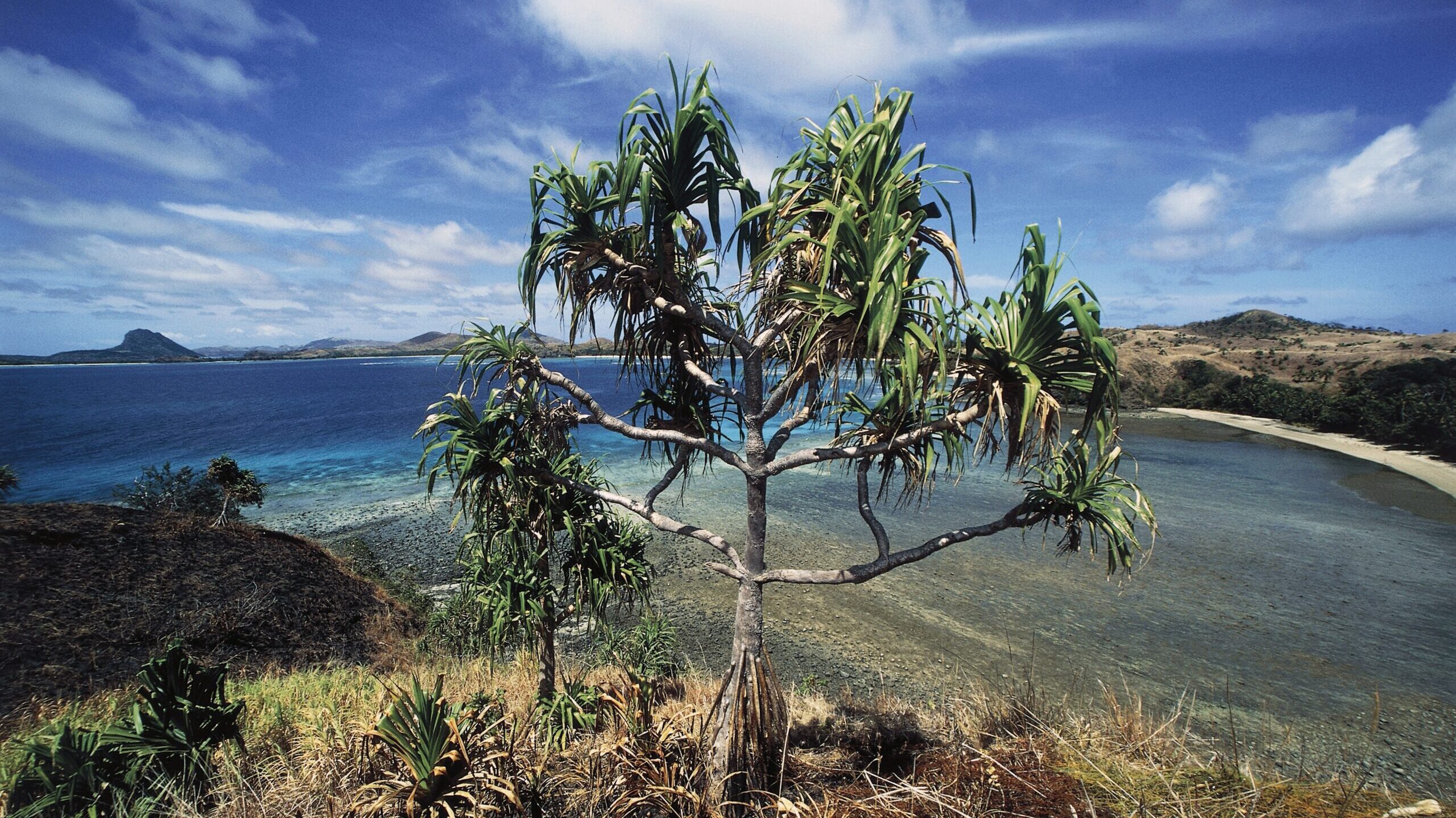 When the Environment Gets Hot and Hostile, These Plants Might Still ...