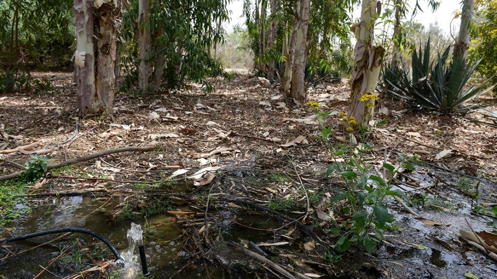 Egypt Grows Forests in the Desert Using Wastewater | twib.news
