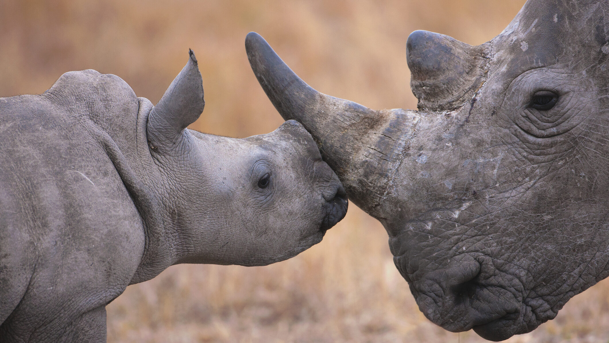 Measures to Reduce Rhino Poaching Prove to Be a Success | twib.news