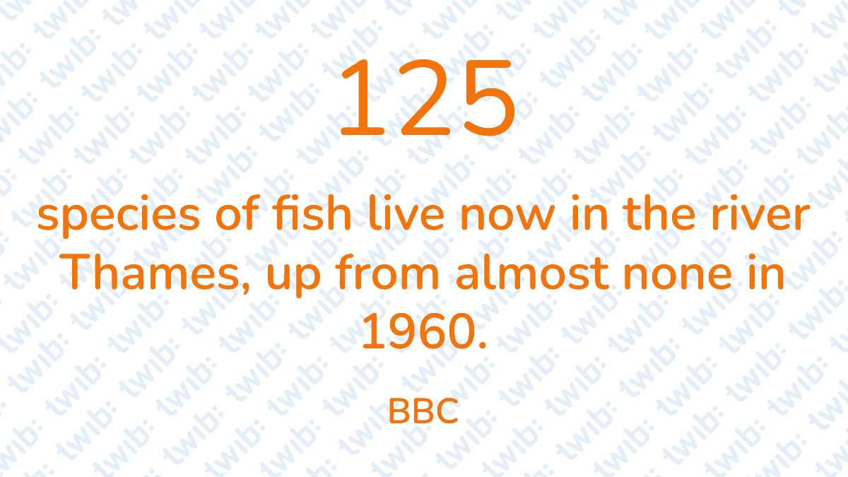 125 species of fish live now. in the river Thames, up from almost none ...