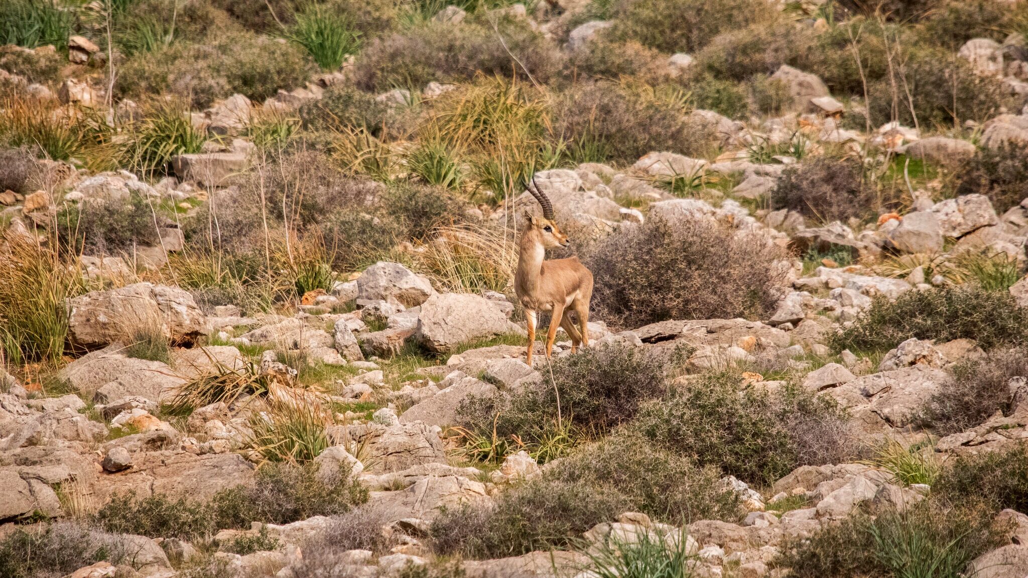 Once Thought Extinct, This Gazelle Now Multiplies | twib.news