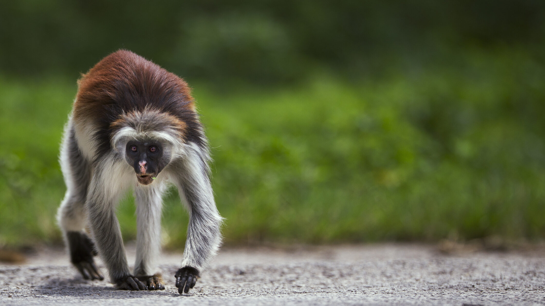 These Road Bumps Are Saving Endangered Monkeys | twib.news