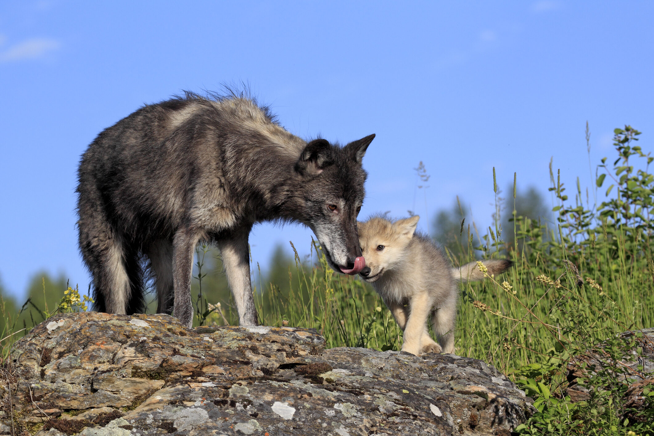Endangered Wolf Makes a Long-Awaited Comeback | twib.news