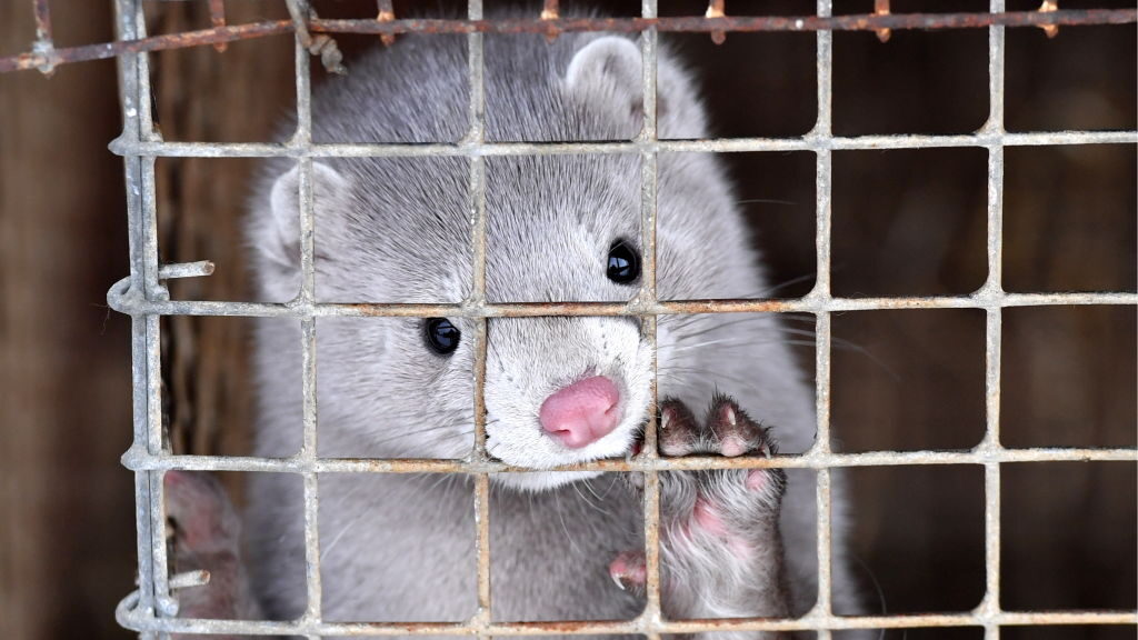Goodbye, Fur Farms. Hello, Vegan Alternatives! | twib.news