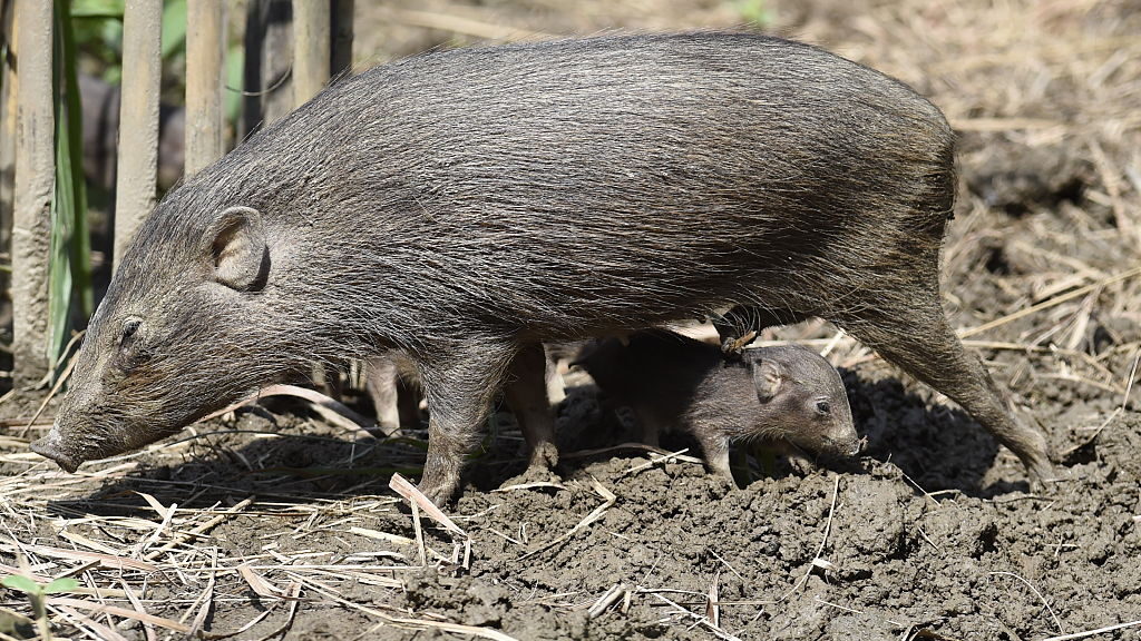 Here's How the Tiniest Pig in the World Was Saved from Extinction ...