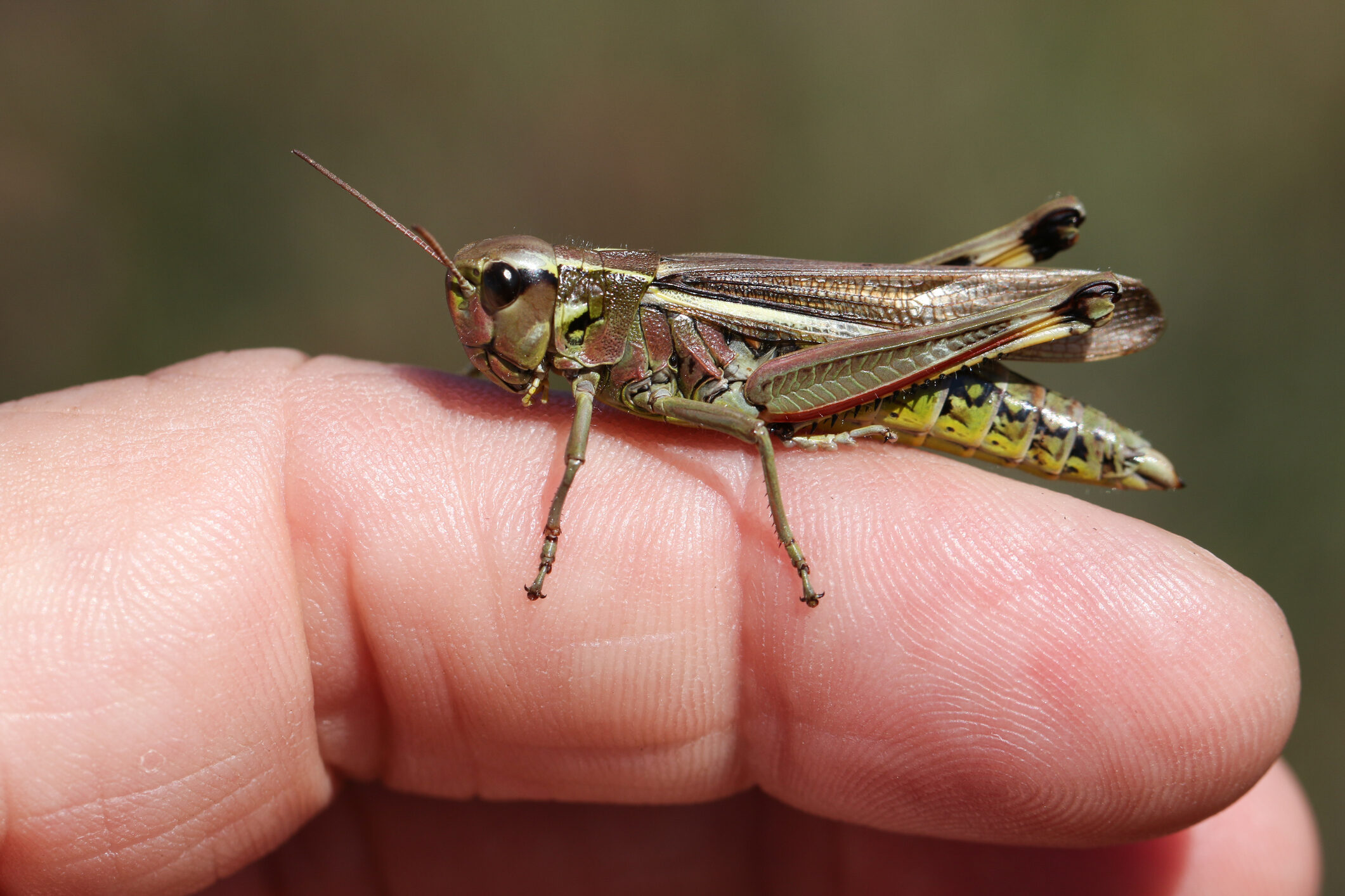 This Grasshopper Is Hopping Back to Its Natural Habitat | twib.news