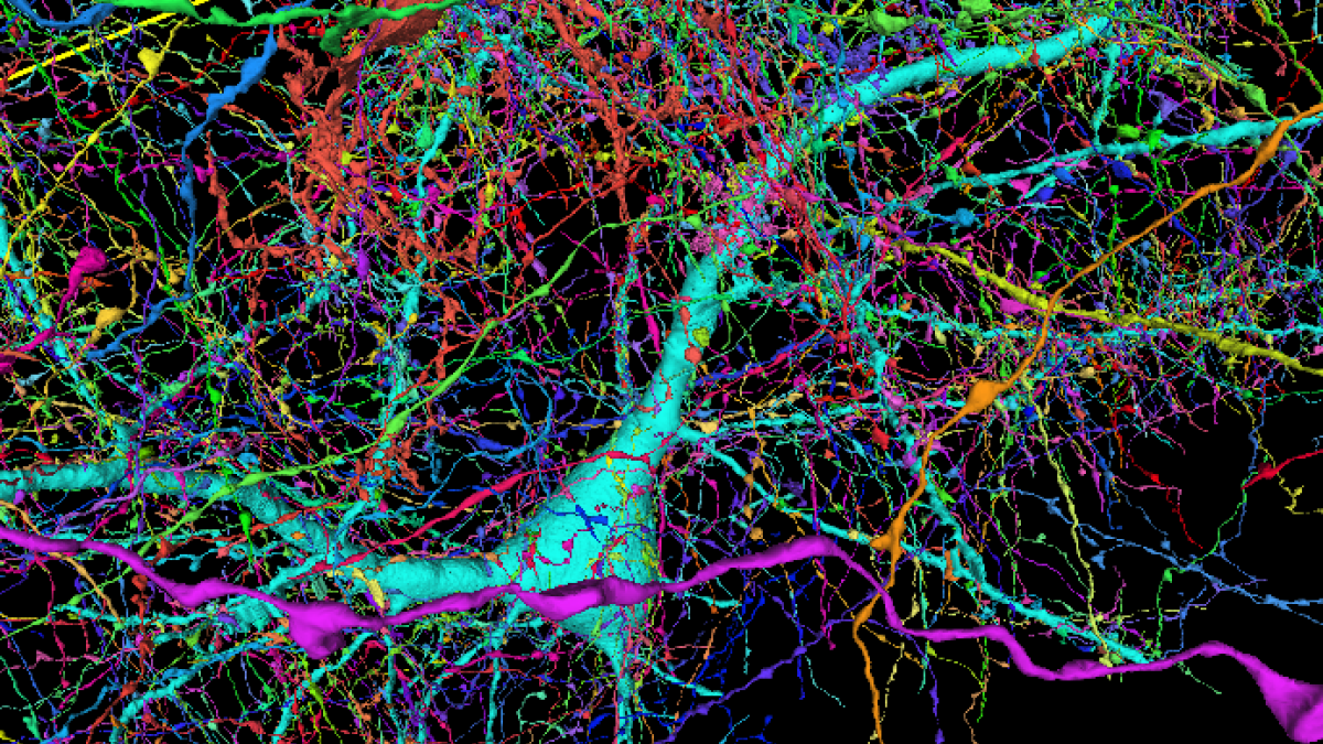 We Can Now See the Tiniest Part of Our Brain - in 3D ! | twib.news