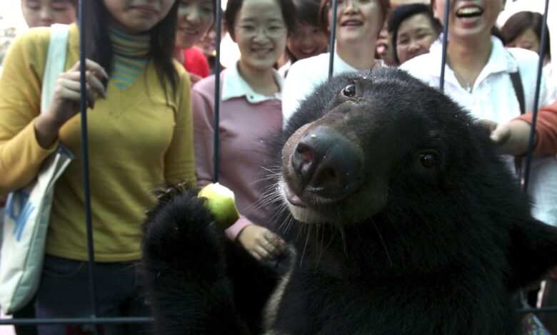 Huge Operation to Save Moon Bears Is a Success! | twib.news