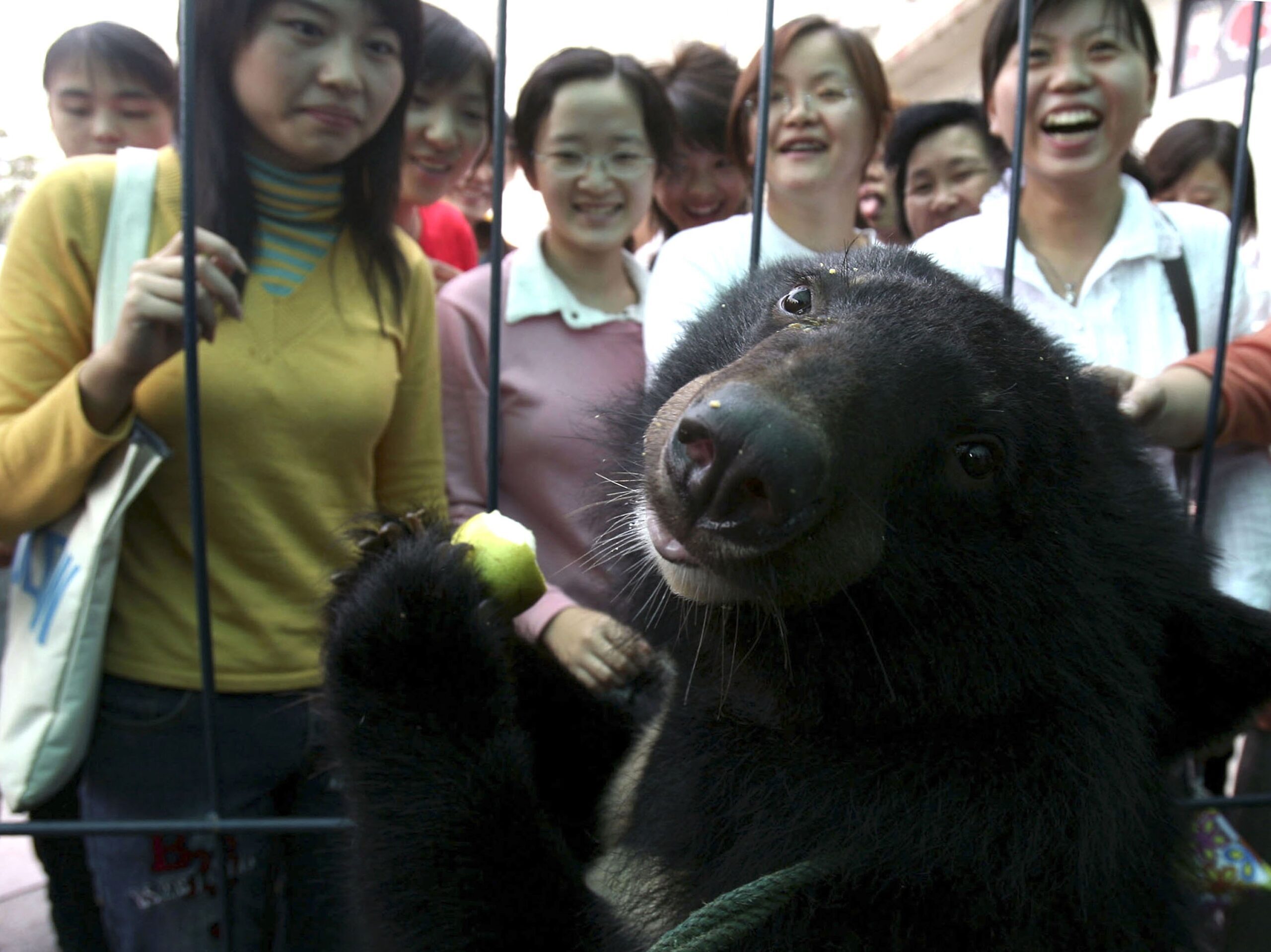 Huge Operation to Save Moon Bears Is a Success! | twib.news