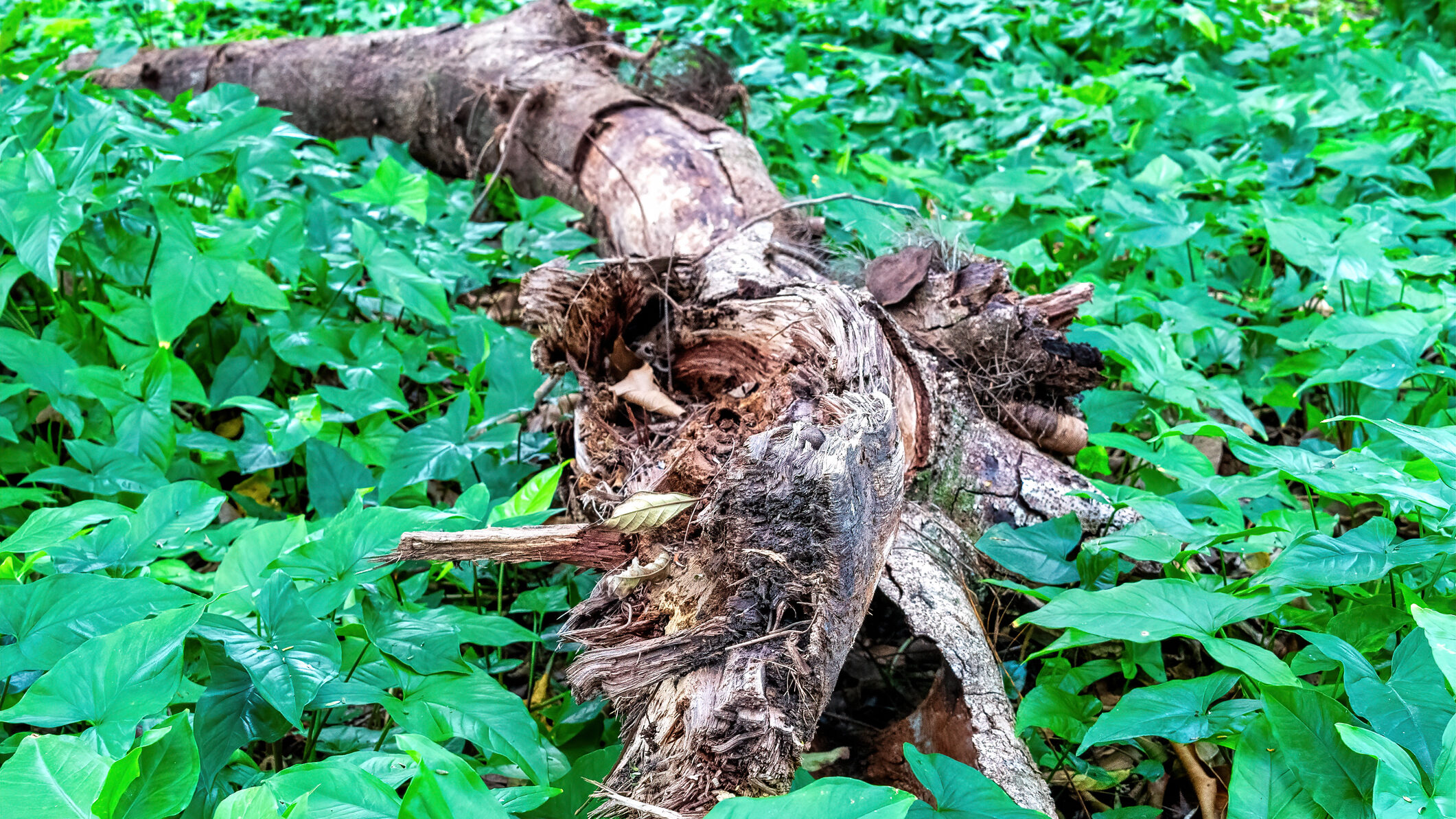 Scientists Create Alarm to Warn Against Forest Danger | twib.news