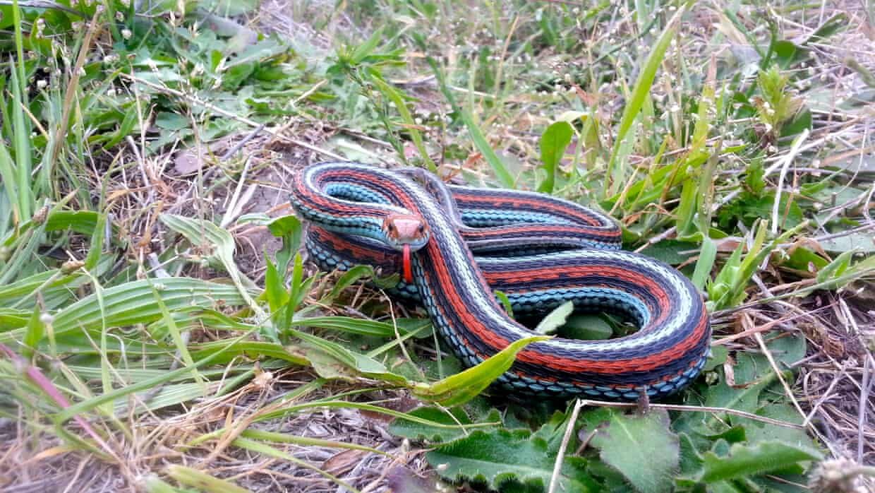 Snakes and Planes Can Coexist: This Airport Is Also Home to Endangered ...