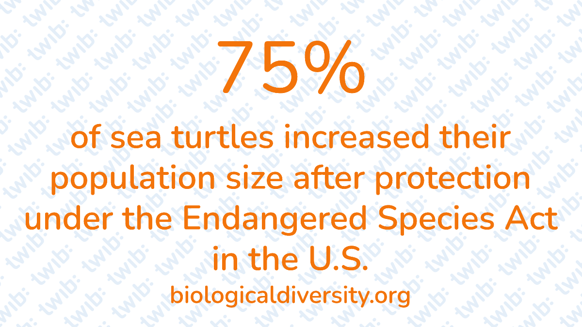 75% of sea turtles increased their population size after protection ...
