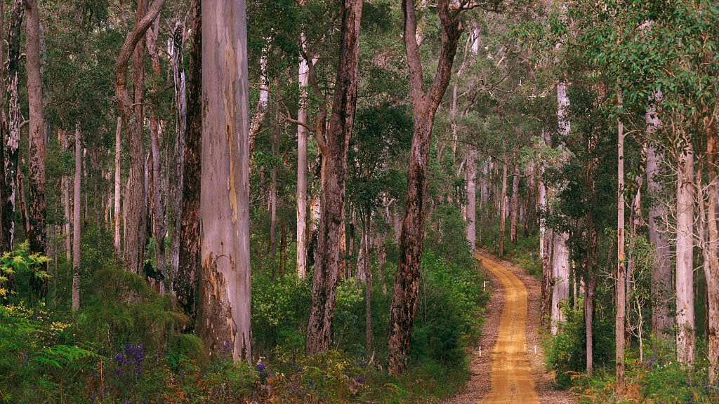 Timber! Native Forest Will Stay Upright | twib.news