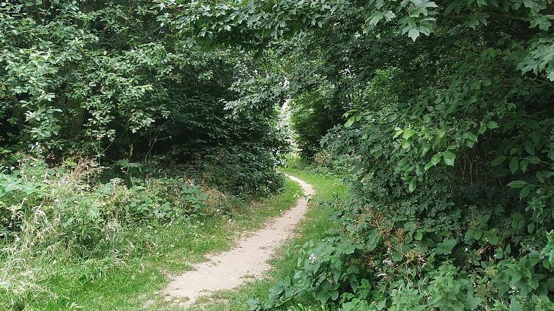 National Forest Success Inspires More Reforesting Projects | twib.news