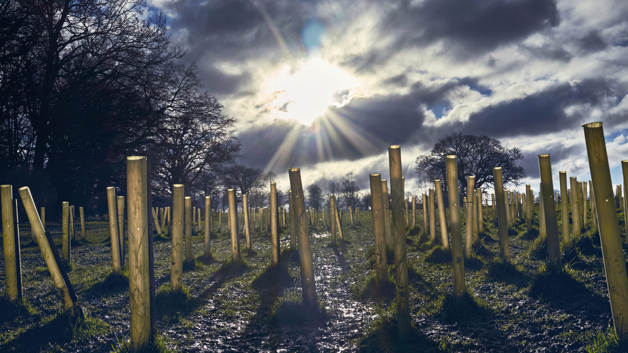 Another Big Boost in Funding for a Reforestation Project! | twib.news