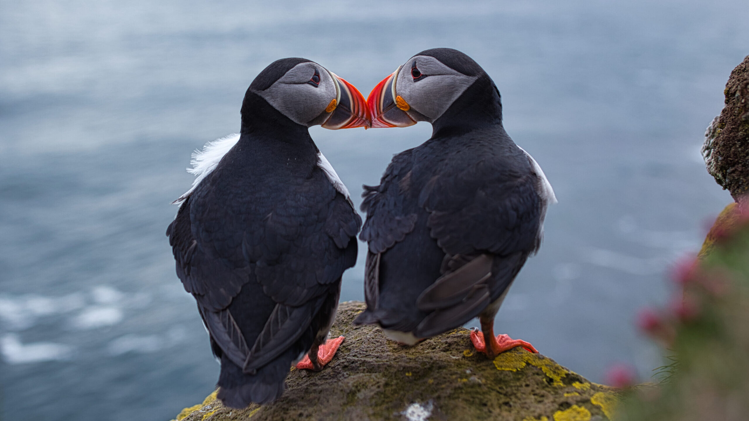 Historic Agreement Reached to Protect Seabirds and Their Environment ...