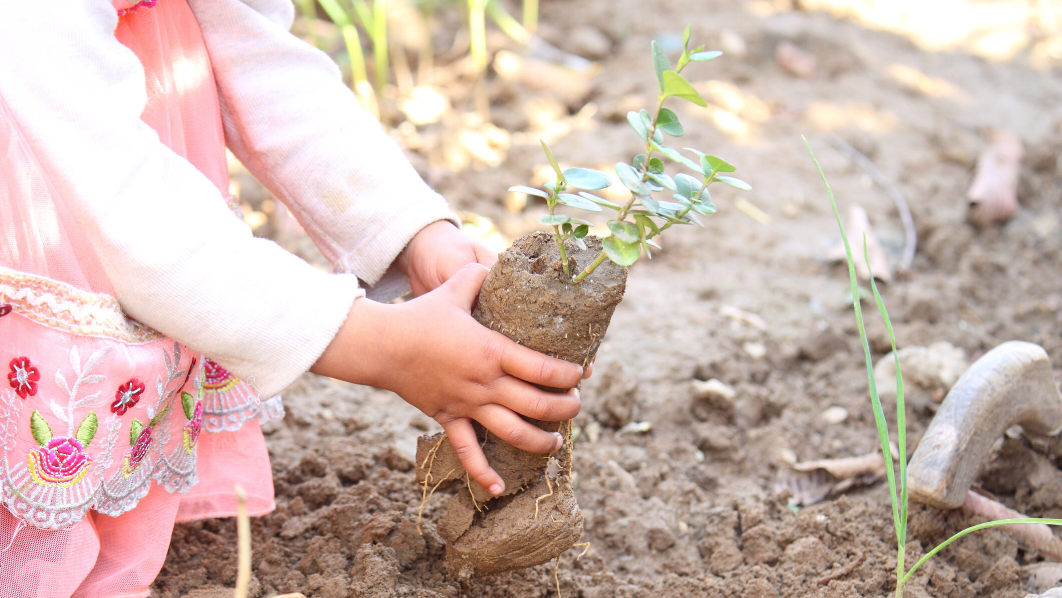 Over One Billion Trees Planted Here... And Counting! | twib.news