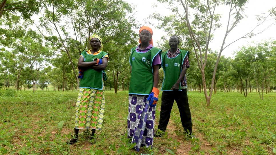 Refugees Help Reforest the Desert | twib.news