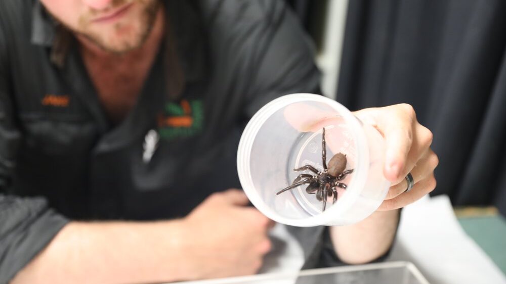 Big Spider Helps Save Lives in a Big Way | twib.news