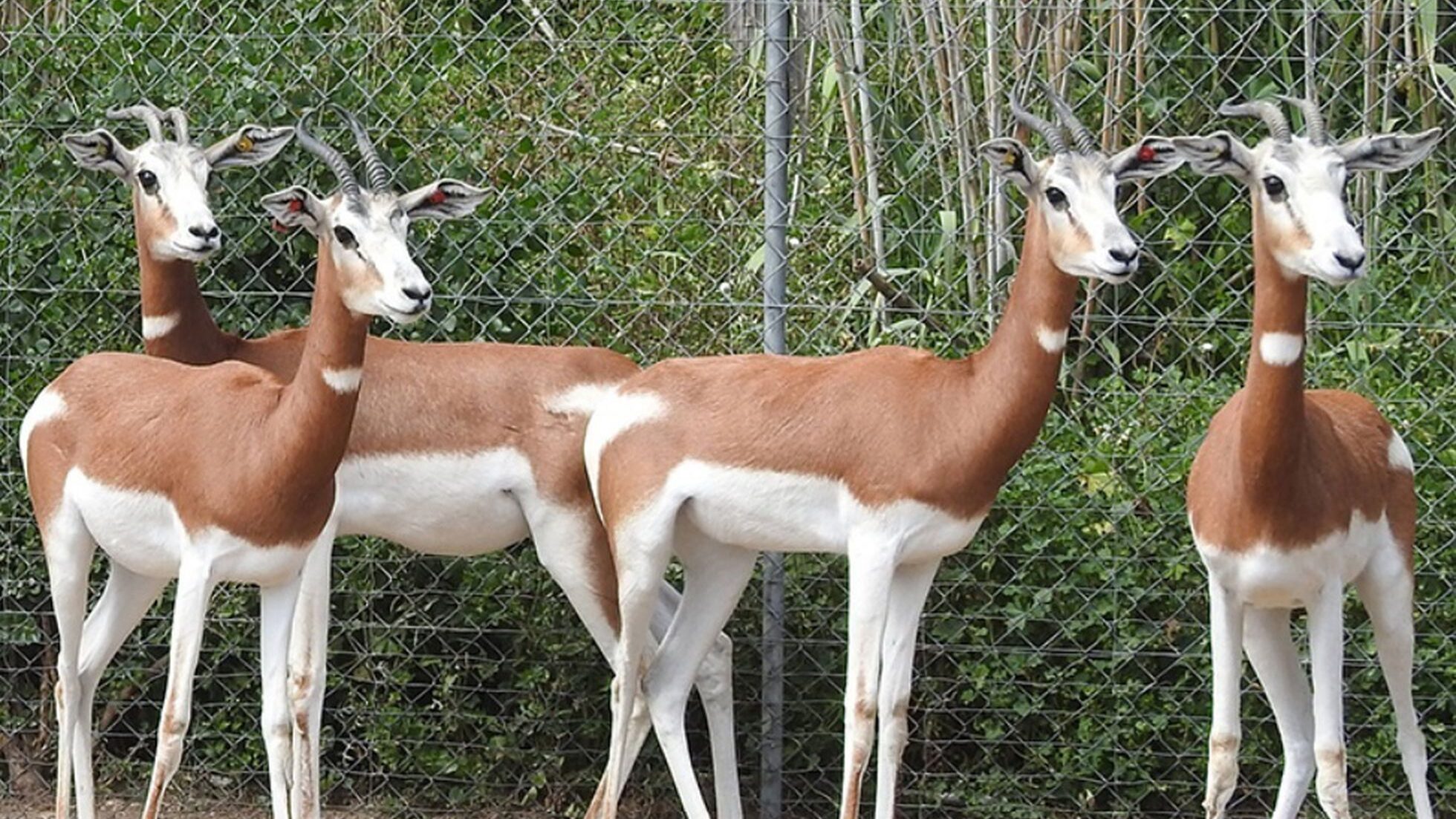 Conservation Wins Again: Once-Endangered Gazelle Now Thrives! | twib.news