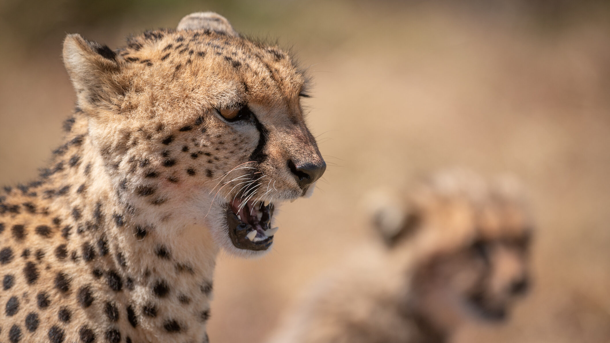 Four Cheetahs Find New Home and New Hope | twib.news