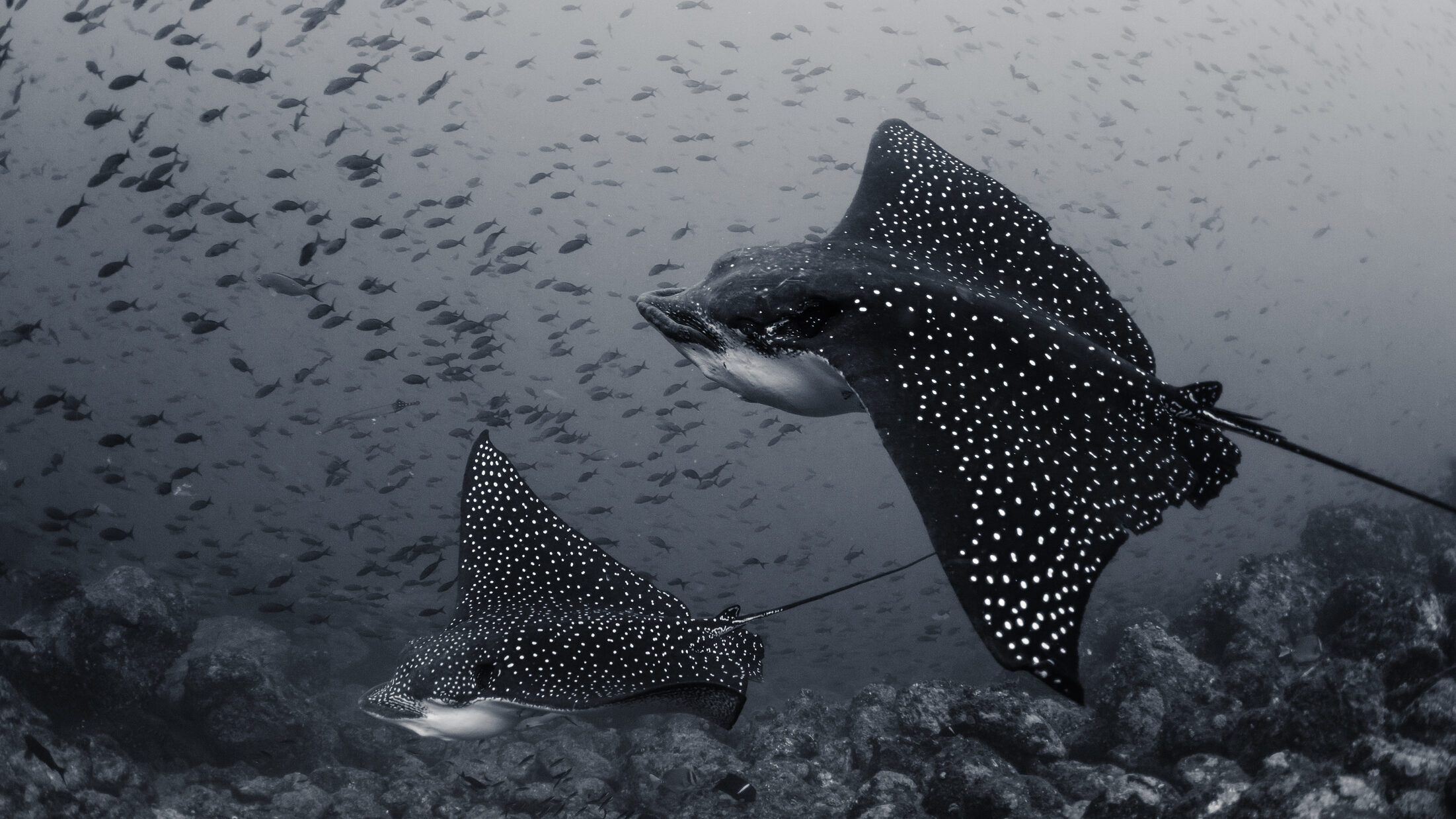 Four Marine Protected Areas Expand and Merge to Better Protect Sea Life ...