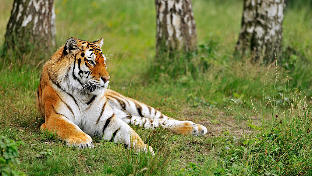 Most Endangered Big Cat Rebounds Thanks to Conservation Efforts | twib.news