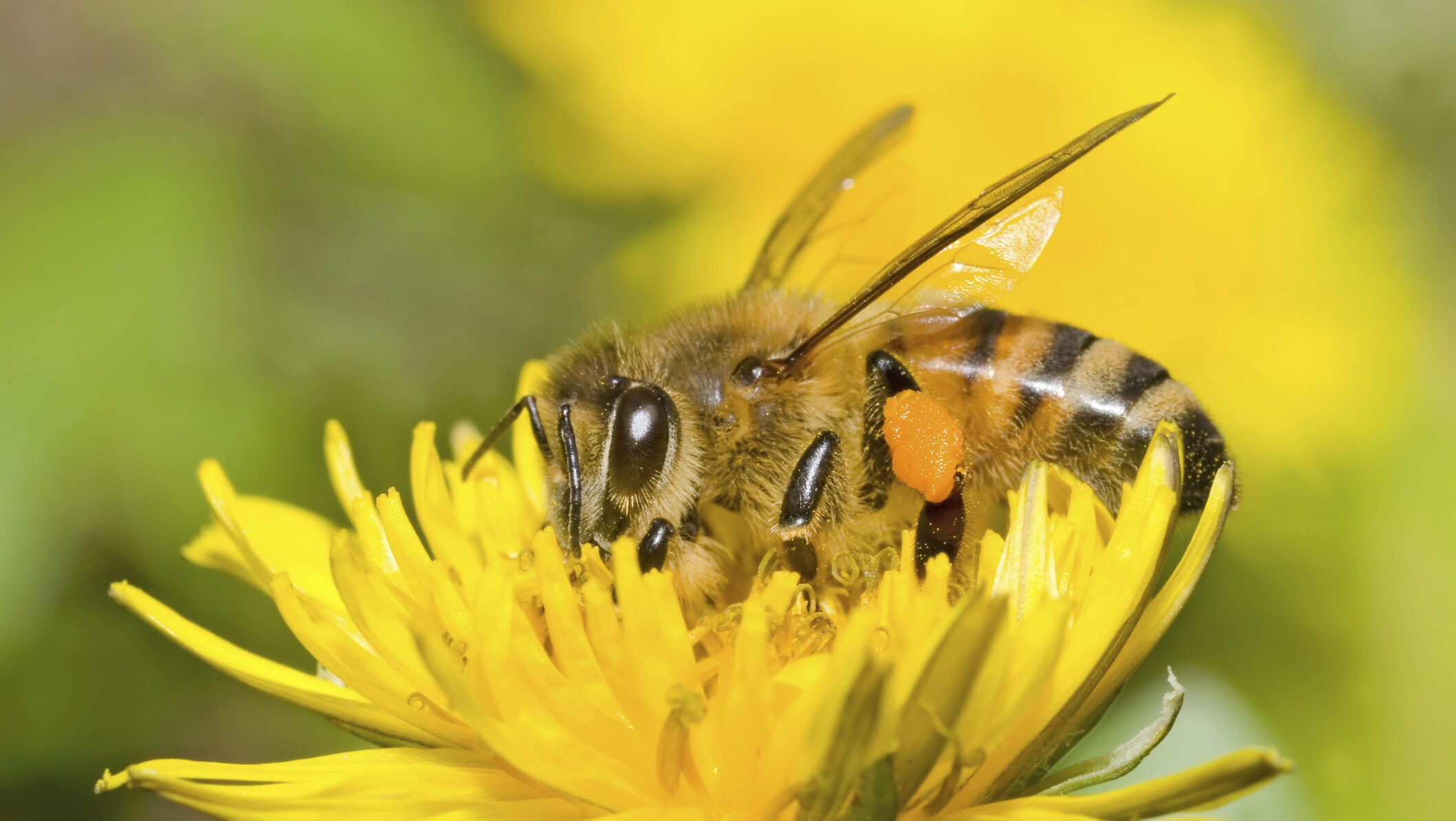 Urban Bees Find Food More Easily! | twib.news