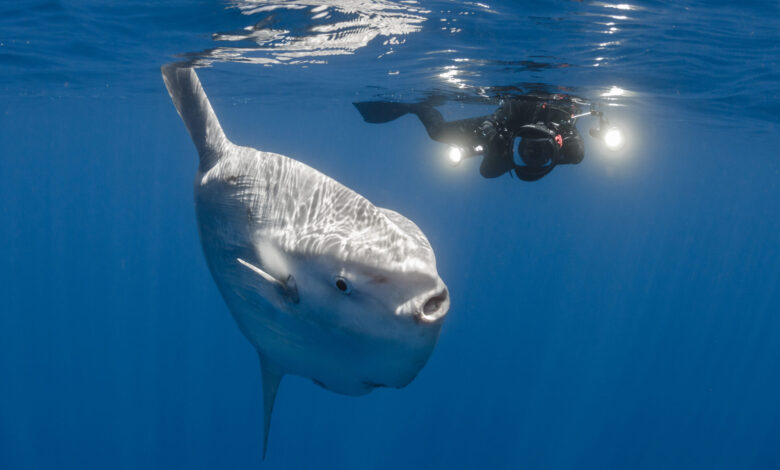A Rare and Pleasant Visit from a Colossal Fish | twib.news