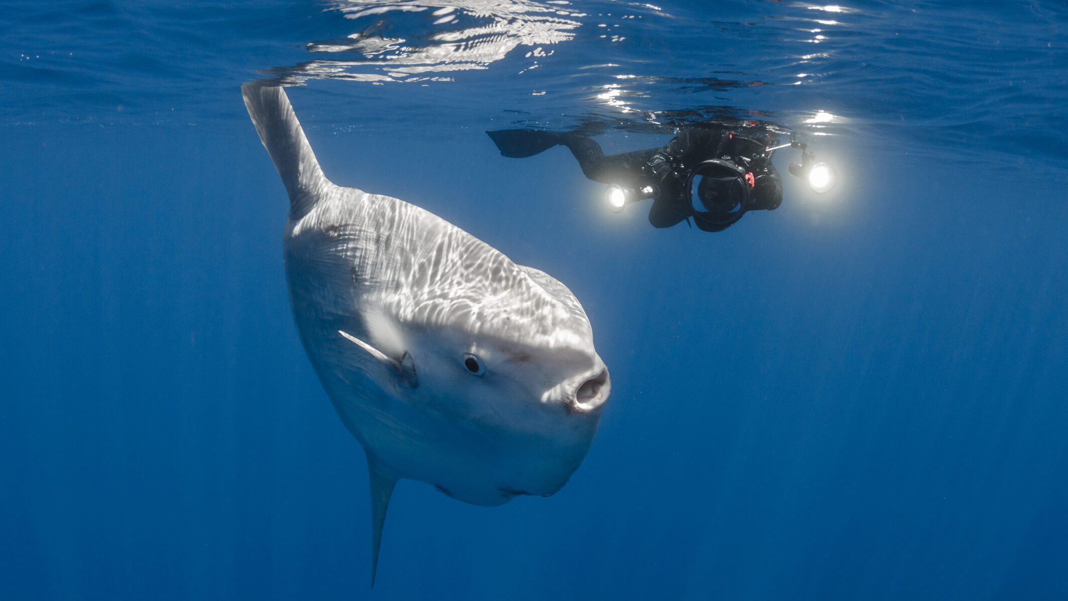 A Rare and Pleasant Visit from a Colossal Fish | twib.news