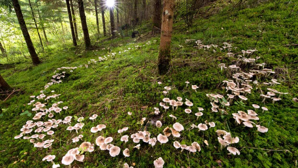 These Fungi Get the Protection They Need to Help Our Ecosystem | twib.news