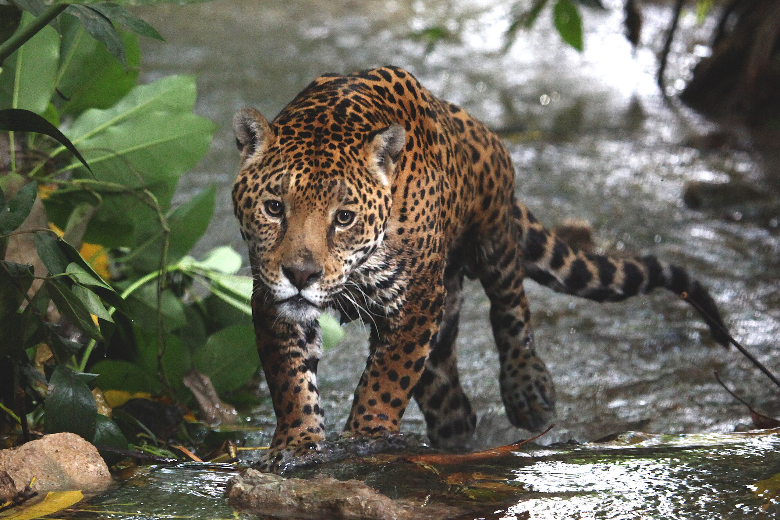Conservation Wins Again: Jaguar Population Thrives | twib.news